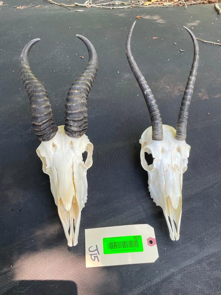 2 LG, African Springbok skulls, Male & Female - | Proxibid