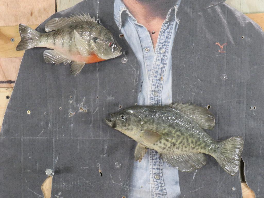 Real Skin Bluegill & Crappie ONE$ TAXIDERMY | Proxibid