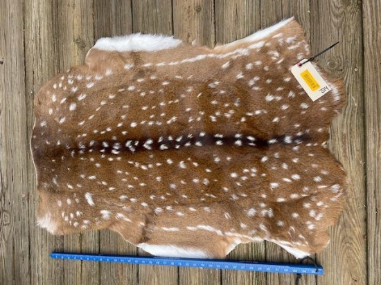 Beautiful, NEW, Axis deer hide/skin, 40 inches long X 29 inches wide ...