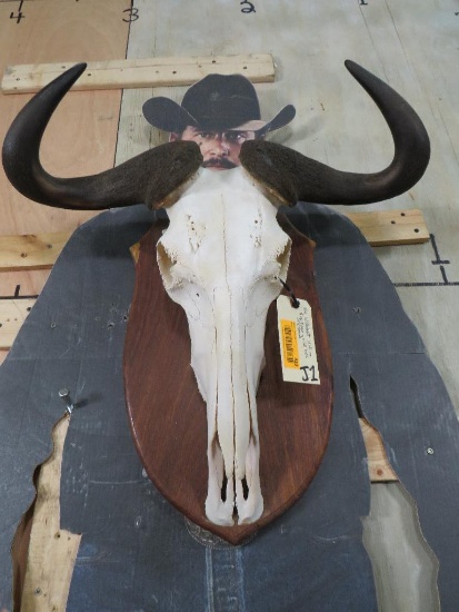 Wildebeest Skull on Nice Plaque w/All Teeth TAXIDERMY | Art, Antiques ...