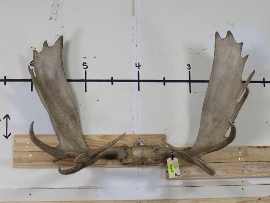 Mounted Moose Rack 47 1/4" Spread TAXIDERMY | Art, Antiques ...