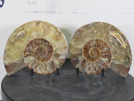 Cut & Polished Split Pair, Agatized Ammonite Fossil from Madagascar w ...