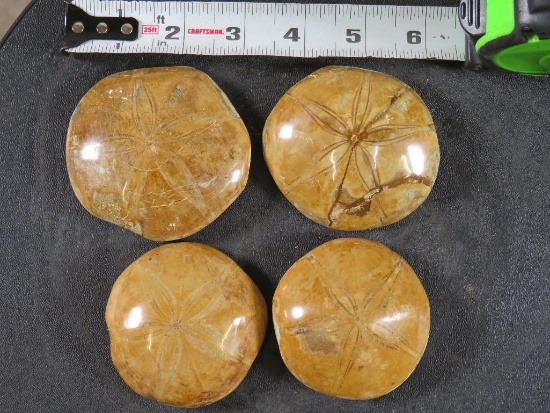 4 Beautifully Polished Sea Urchin/Sand Dollar Fossils from Madagascar ...