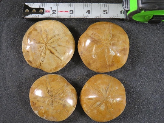 4 Beautifully Polished Sea Urchin/Sand Dollar Fossils from Madagascar ...