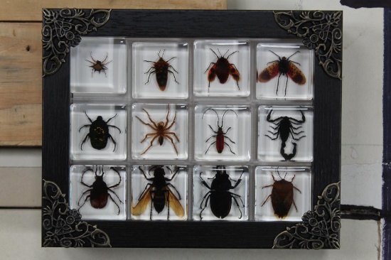 12 Insects Individually Encased in Resin, Comes in Nice Black Gothic ...
