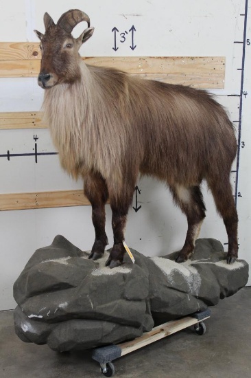 Lifesize Tahr on Wall Mount from the Ken Wilson Collection TAXIDERMY ...