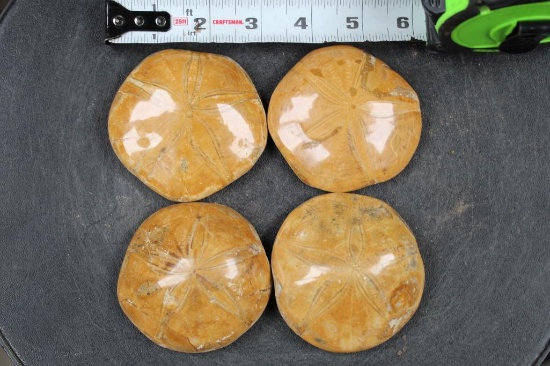 4 Beautifully Polished SEA URCHIN/SAND DOLLAR FOSSILS from Madagascar ...