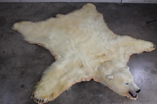 Incredibly Nice and Clean POLAR BEAR Rug. Soft Coat and Great Looking ...