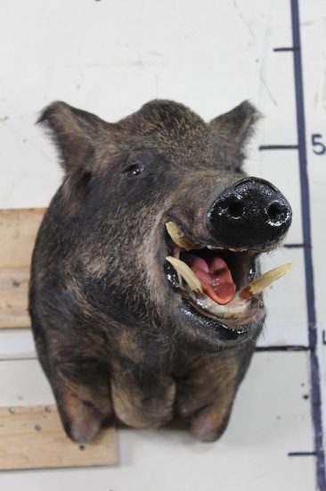 WILD HOG/BOAR Shoulder Mount with Reproduction Tusks | Art, Antiques ...