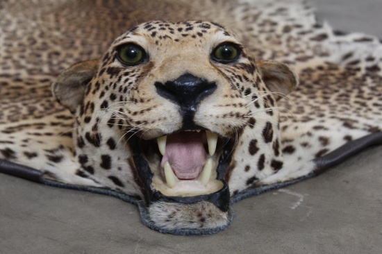 *TEXAS RESIDENTS ONLY* LEOPARD Hide Rug with its Mounted Head | Art ...