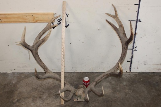 15-Point RED STAG Antler Rack on a Skull Cap | Art, Antiques ...