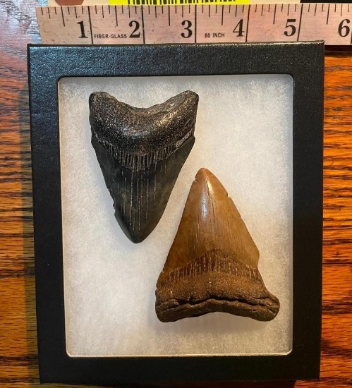 (2) Large MEGALODON SHARK Teeth in a Glass Display Case (ONE$) | Art ...