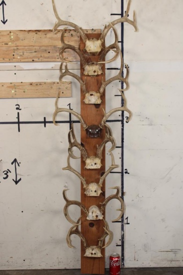 8 WHITETAIL DEER Antler Skull Cap Racks on a Big Wood Plank | Art ...