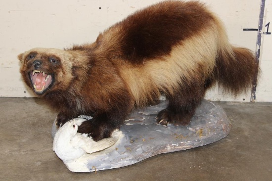 Life-sized WOLVERINE on a Base with a ROCK PTARMIGAN | Art, Antiques ...