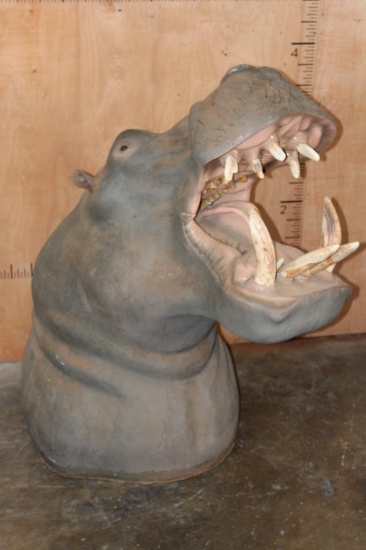 Big *Real Tusk* Reproduction HIPPOPOTAMUS Shoulder Mount Converted into ...