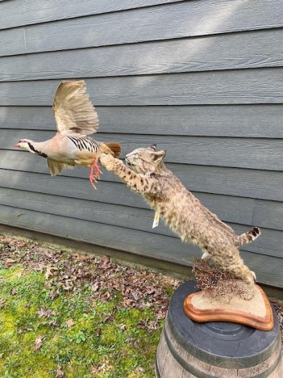 Life-sized Leaping BOBCAT Fighting a CHUKAR PARTRIDGE Mounted on a Wood ...