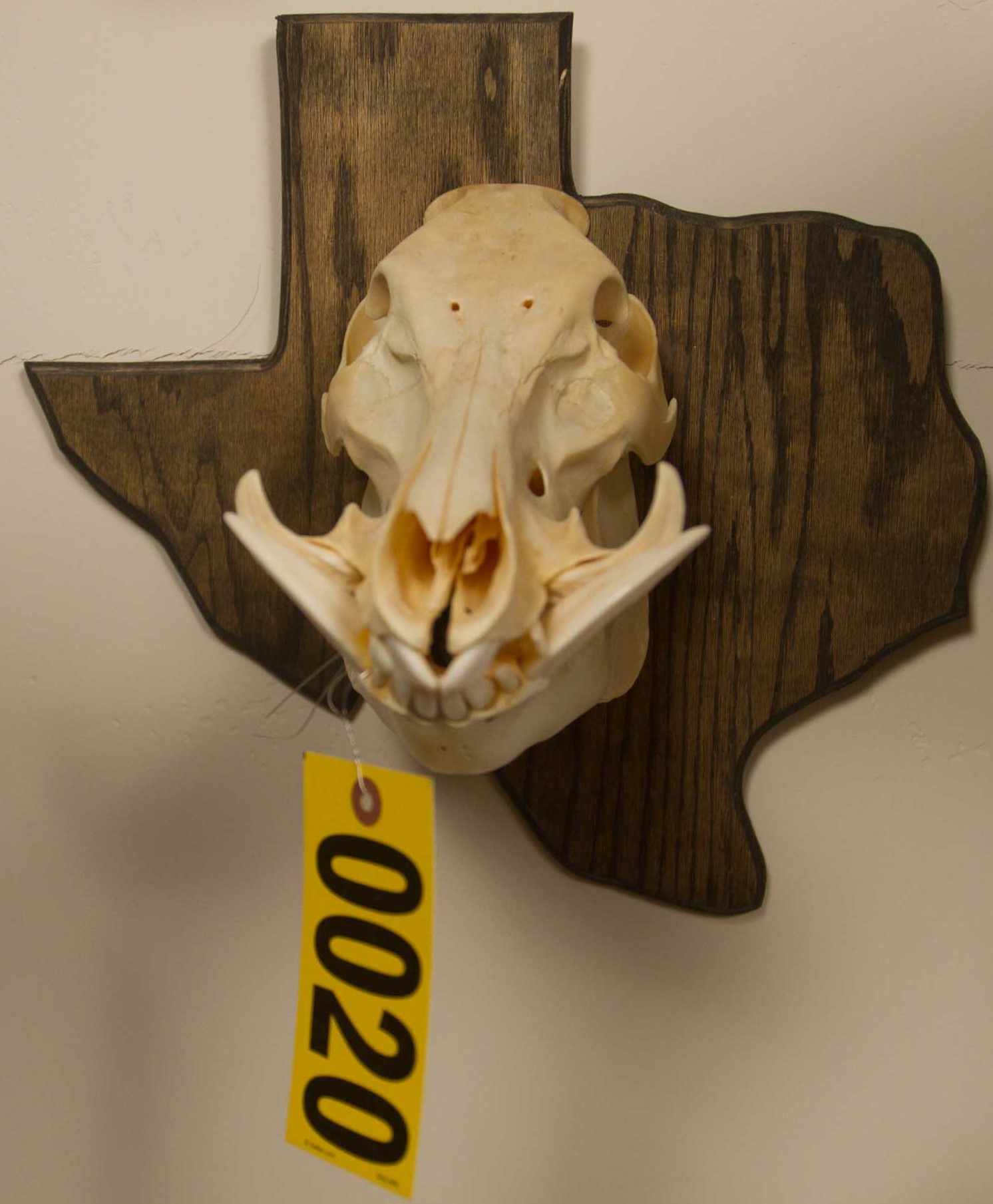 Wild Boar Euro Mount - State of Texas Wood Panel | Proxibid