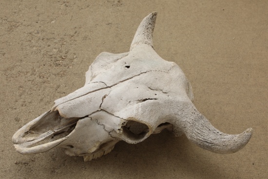 American Bison Buffalo Skull, 24” x 24”, Taken In The 1980s By Gun ...