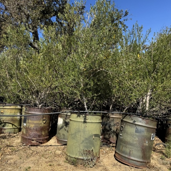 (1) Multi-Trunked Non Fruiting Olive Tree w/ Military Barrel | Heavy ...