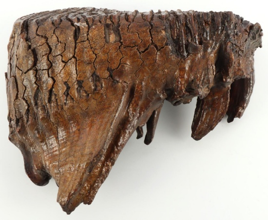 WOOLY MAMMOTH LARGE MOLAR TOOTH WITH ROOT | Art, Antiques & Collectibles Artifacts & Archaeology ...