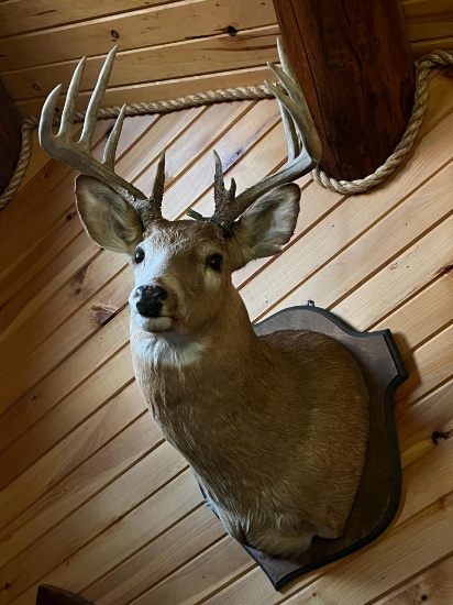11 Point Deer Mount | Art, Antiques & Collectibles Collectibles ...