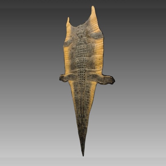Antique Taxidermy Nile Crocodile Hide Skin, Very Rare, Extremly Large ...