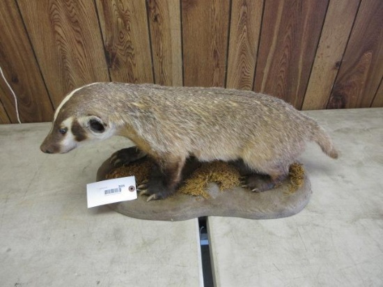 NORTH AMERICAN BADGER FULL BODY MOUNT, SEMI-ALERT RIGHT TURN | Online ...
