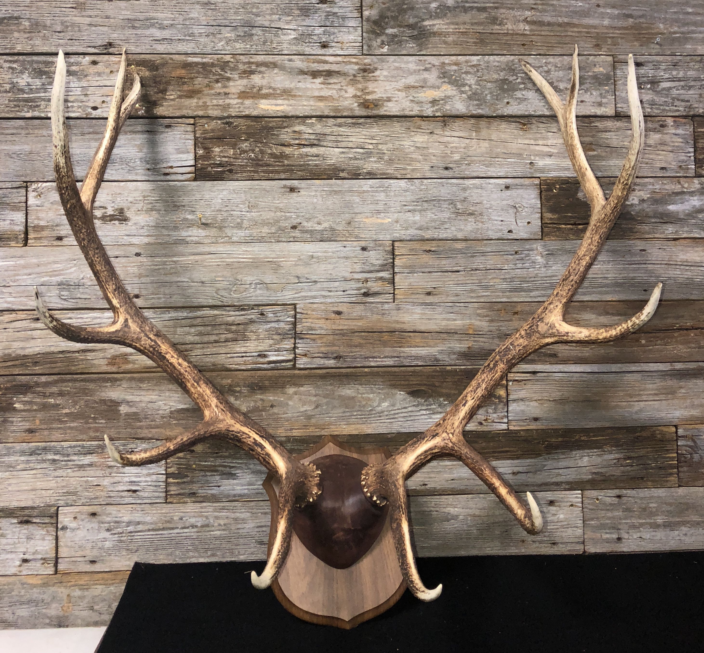 Elk Antlers Mounted