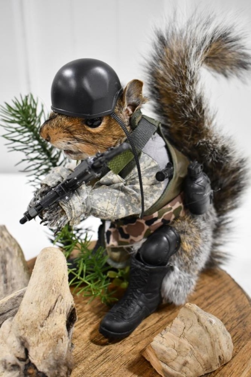 Military Squirrel