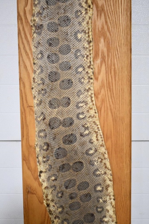 Anaconda Skin Pattern