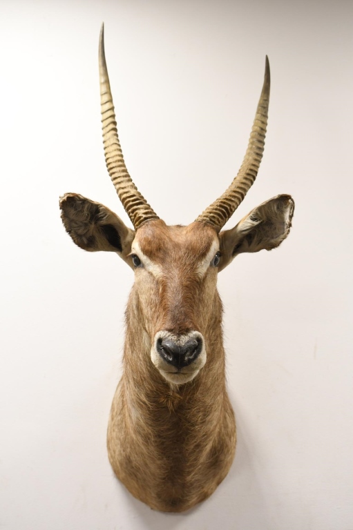 Waterbuck Mounts