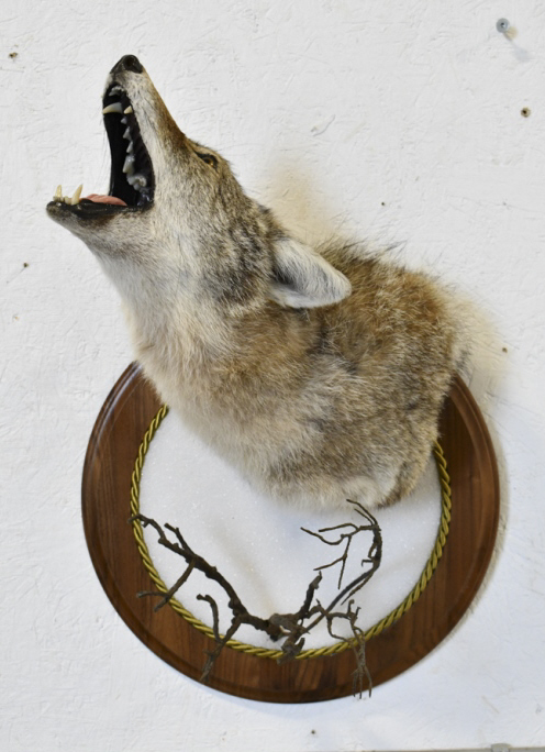 Coyote Shoulder Mount Pedestal