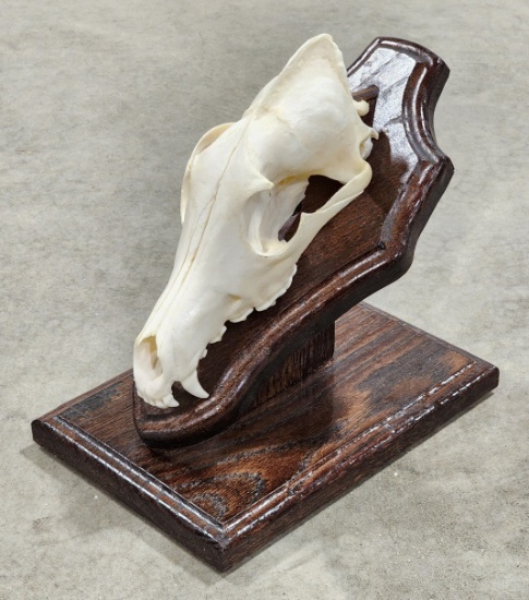Large Coyote Skull Mount on Walnut Plaque | Art, Antiques ...