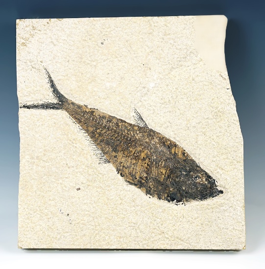 Large and nice! 8" Fossil Fish on a 8" x 8" Slab. From the Kemmerer ...