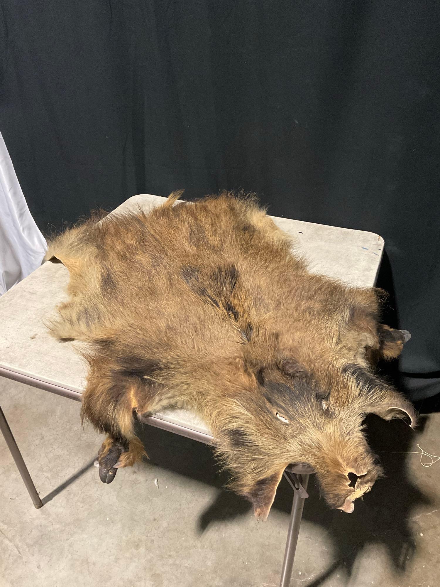 Vintage Boar Hide, 42 inches long | Proxibid