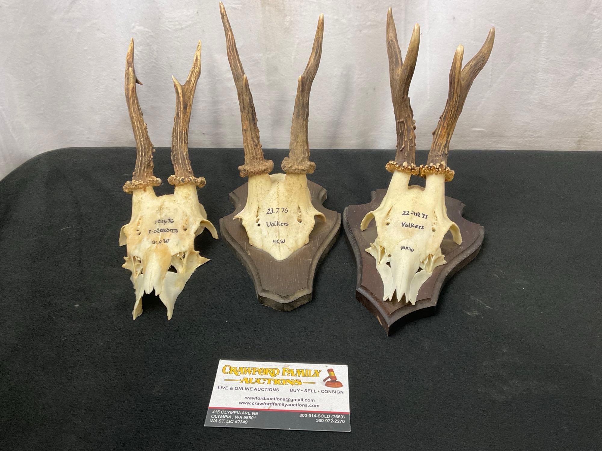 Trio of Deer Skull Antler Mounted Trophies, | Proxibid