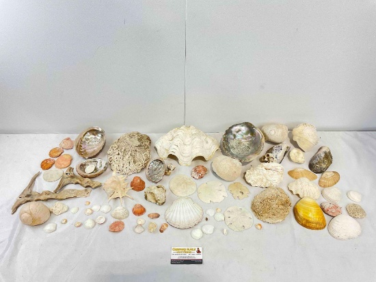 40+ Vintage Sea Shell Specimens, incl. Abalone, Sand Dollars, Spiny Sea ...