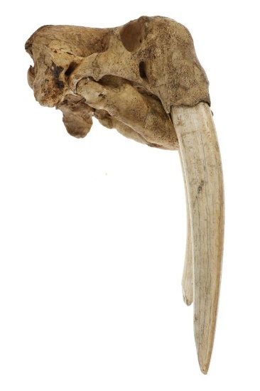 C. 1800's Eskimo Taxidermy Walrus Skull w/ Tusks | Art, Antiques ...