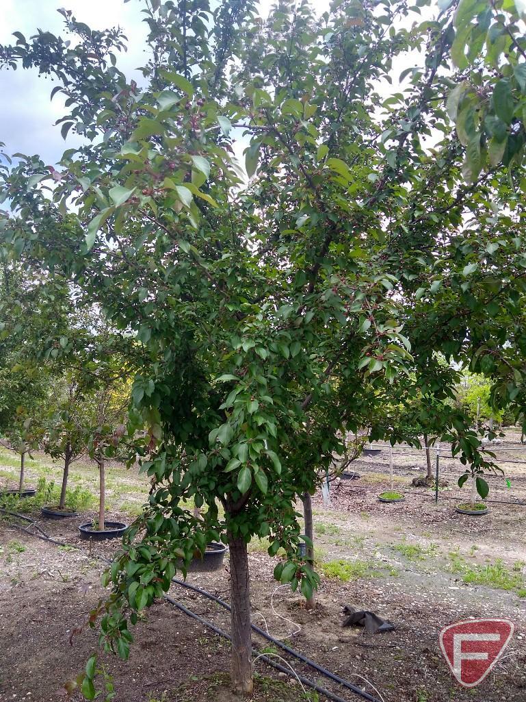 3" Caliper Balled and Burlapped Red Splendor | Proxibid