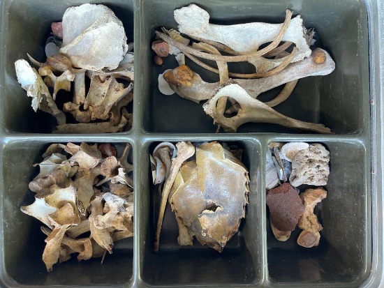 Heavy Duty Case Full of Bones/Shells/Rocks | Online Auctions | Proxibid