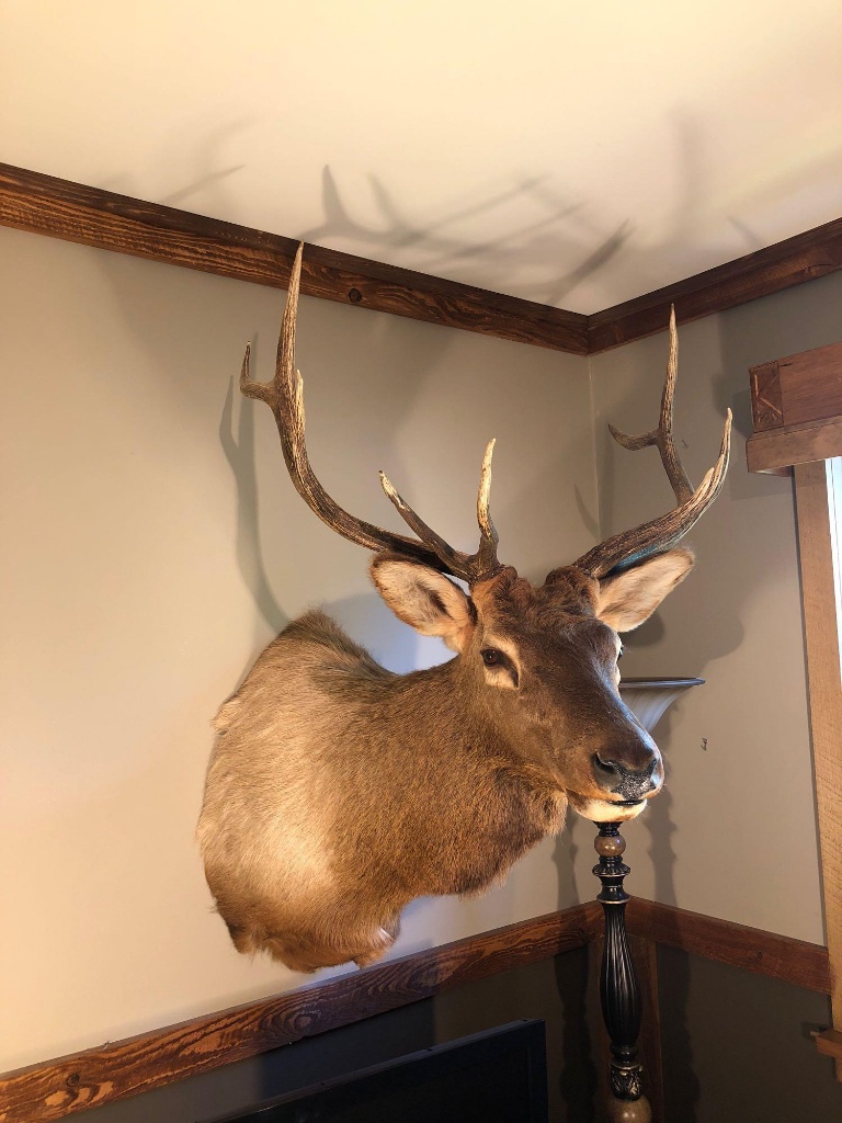 Elk Bull Mount