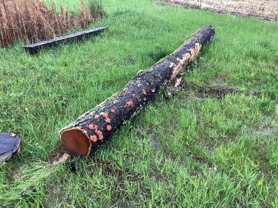 17 ft Cherry log | Online Auctions | Proxibid