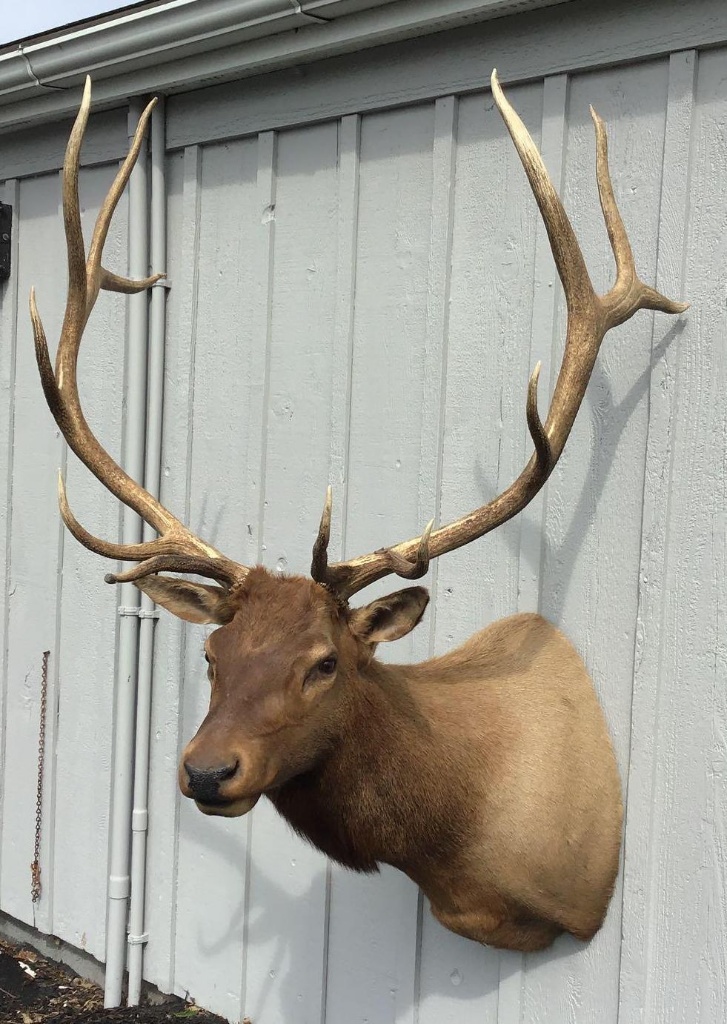 Elk Bull Mount